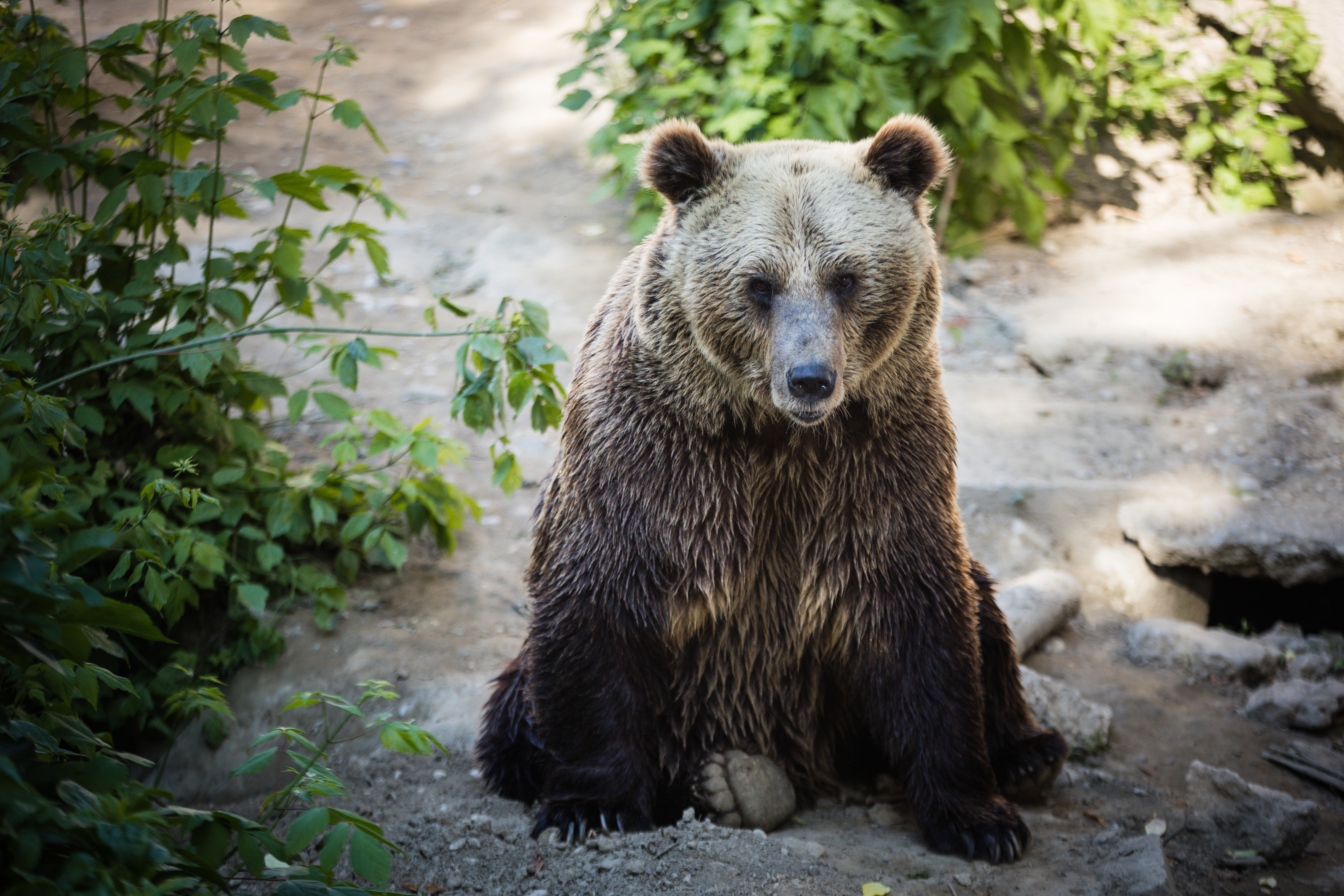 Four Paws Australia Donations