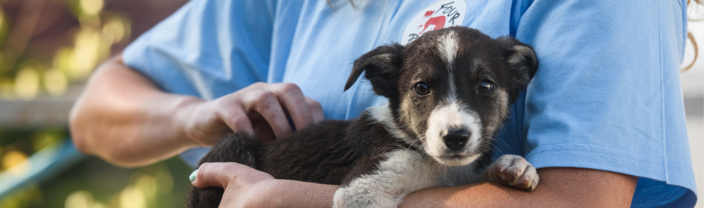 Four Paws Australia Donations