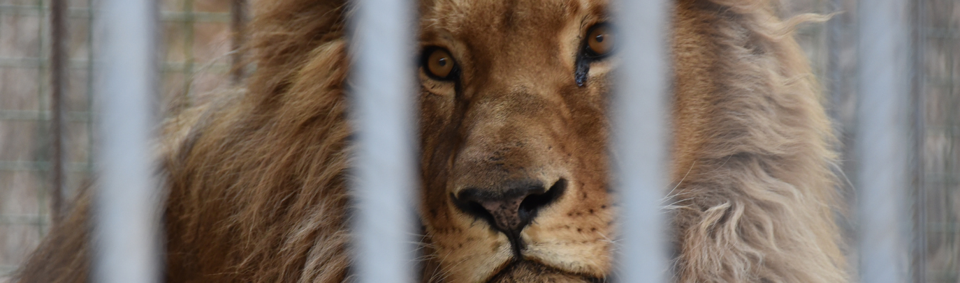 Donate monthly to FOUR PAWS