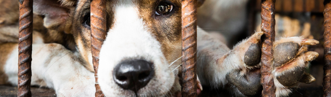 Help rescue dogs and cats from slaughter